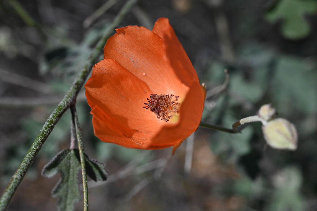 caliche globemallow from Pima County, AZ, USA on January 25, 2026 at 10 ...