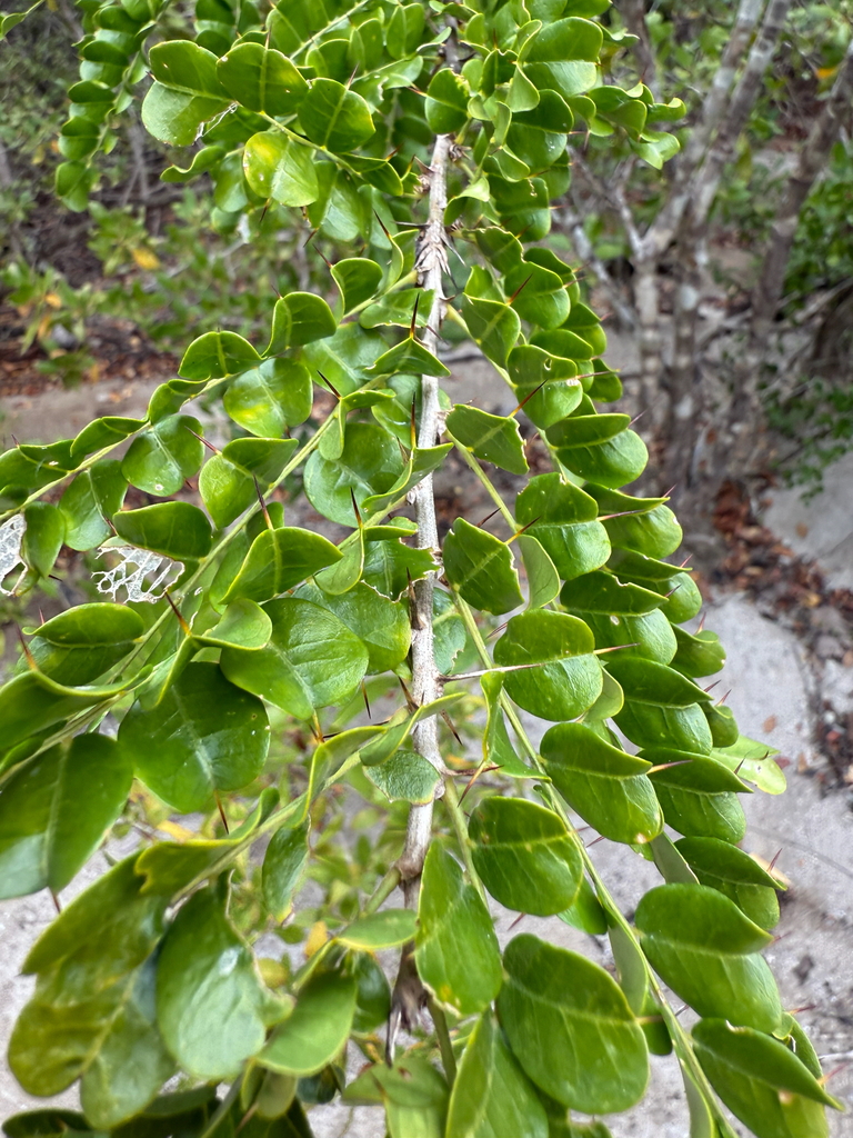 Fustic in February 2025 by Omar Monzon Carmona · iNaturalist