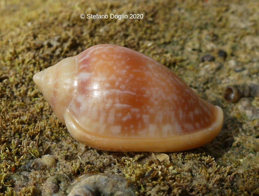 Marginella Lamarck, 1799