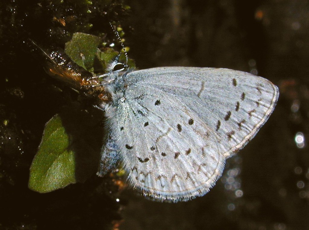 Pacific Azure (Yosemite National Park Butterfly Guide 🦋) · iNaturalist