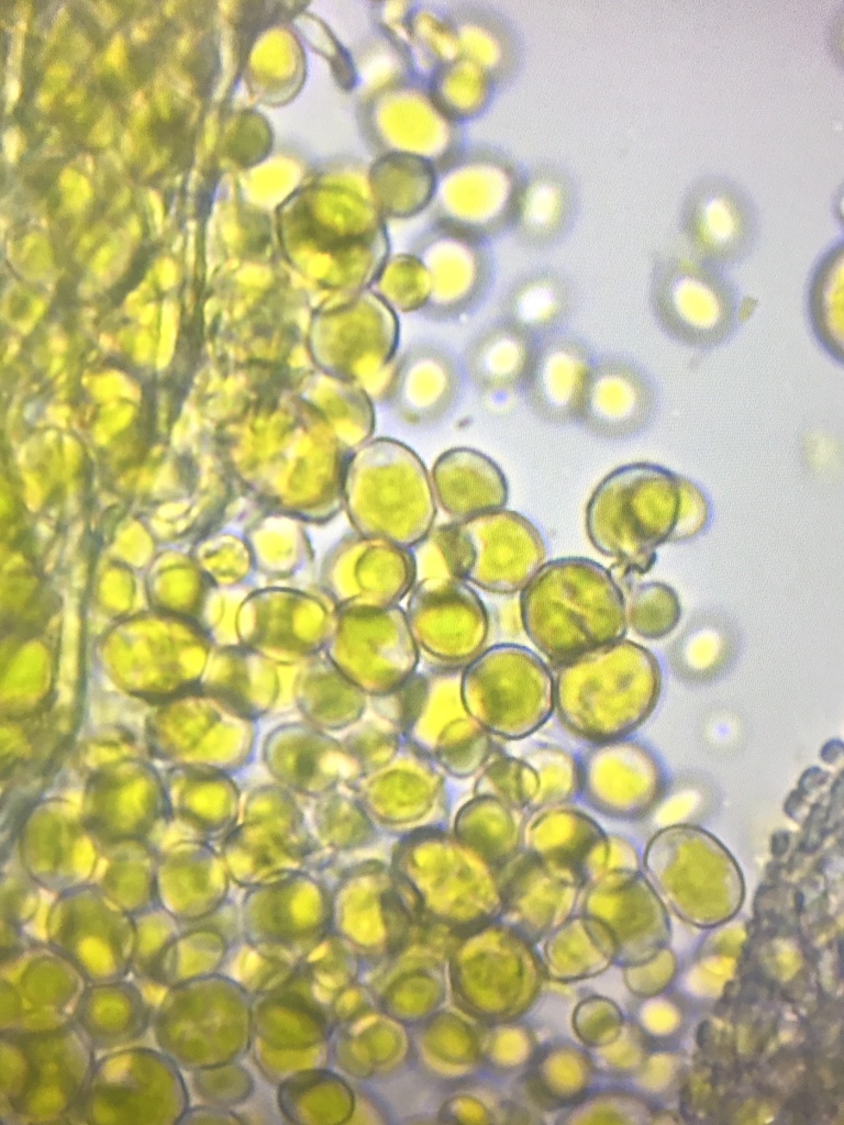 (Chlorella) - Botanical Realm