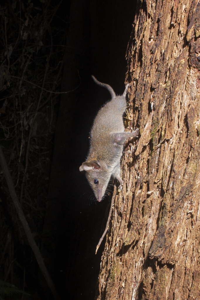 Agile Antechinus (Antechinus agilis) - Know Your Mammals