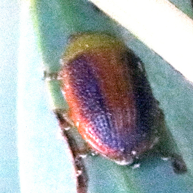 Calomela satelles from Mount Clear VIC 3350, Australia on February 5 ...