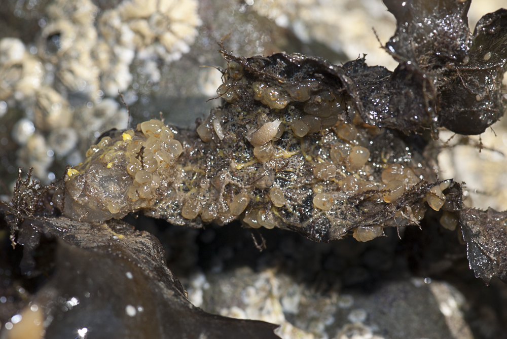 Perophora japonica Oka, 1927