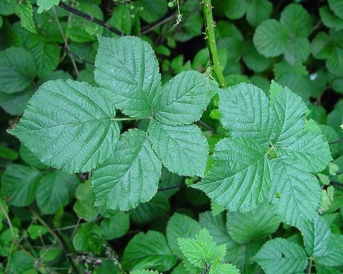 Rubus hindii · iNaturalist
