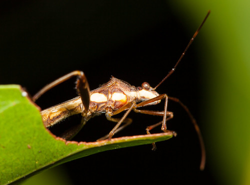 Riptortus insularis · iNaturalist