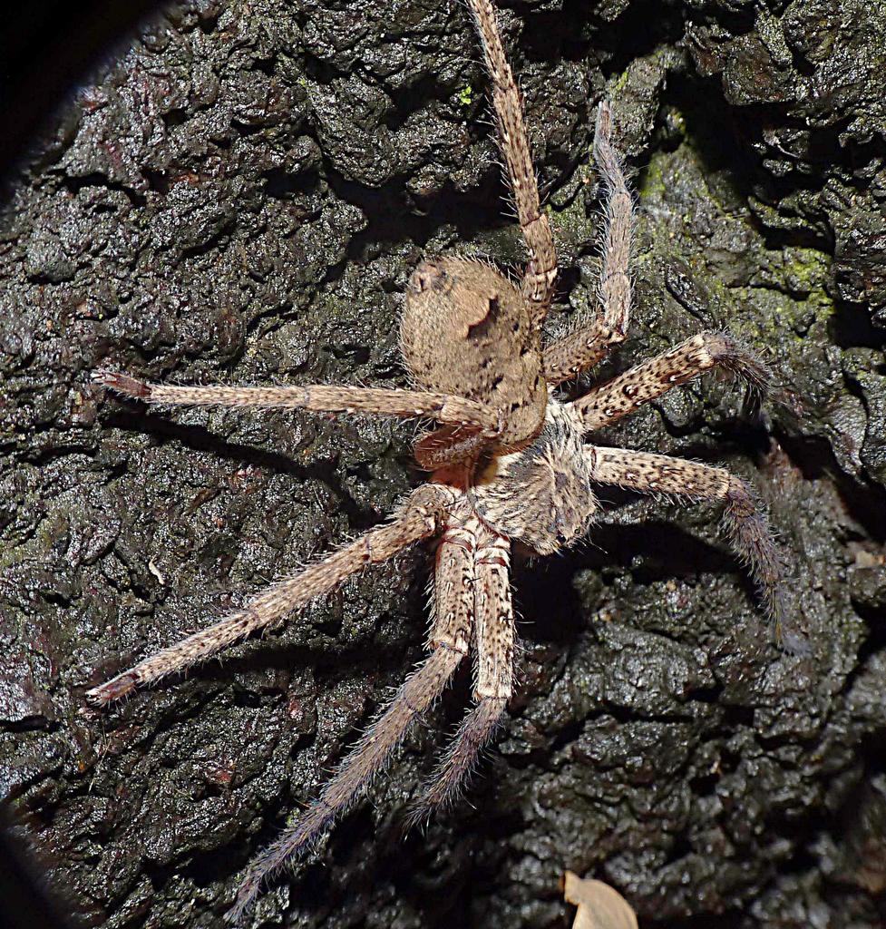 Giant Huntsman Spiders from Melbourne VIC, Australia on November 10 ...