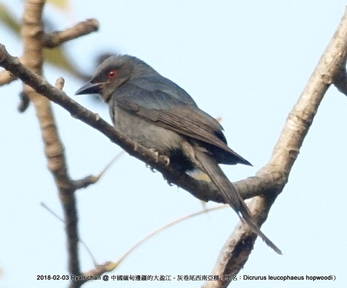 Ashy Drongo (Blackish) (Subspecies Dicrurus leucophaeus hopwoodi ...