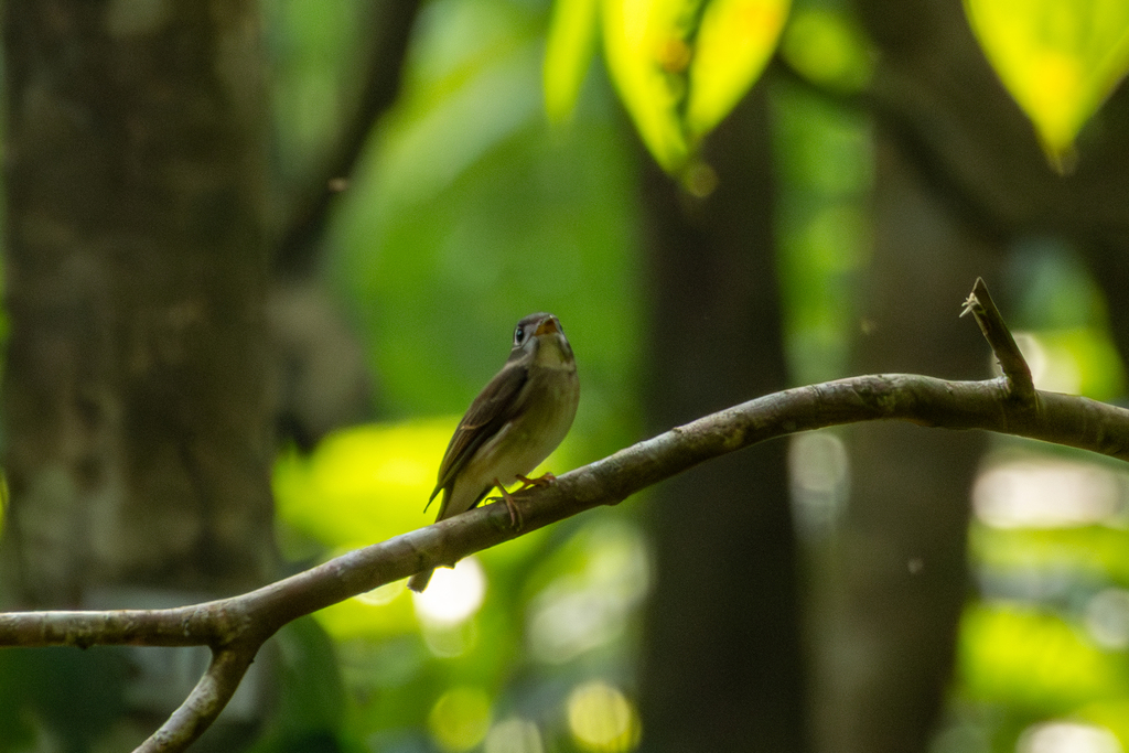 Brown-breasted Flycatcher from Gallene Gala Nature Resort, Kitulgala ...