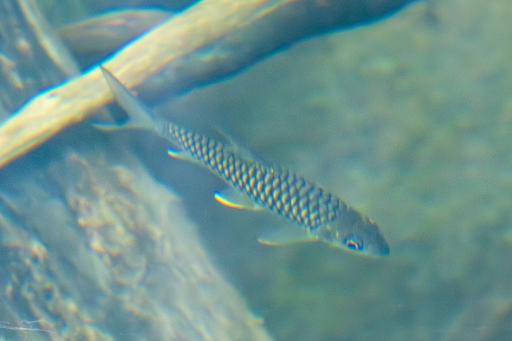 Deccan Mahseer from Gallene Gala Nature Resort, Kitulgala, Sri Lanka on ...
