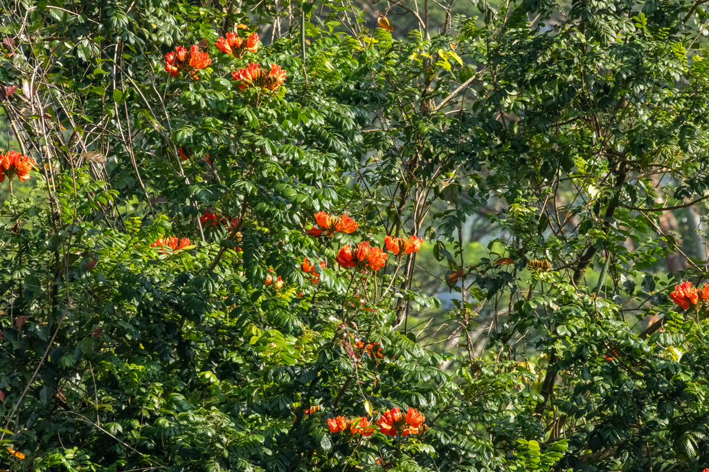 African tulip tree from Gallene Gala Nature Resort, Kitulgala, Sri ...