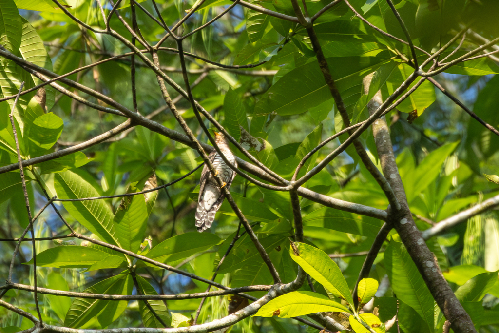 Indian Cuckoo from Gallene Gala Nature Resort, Kitulgala, Sri Lanka on ...