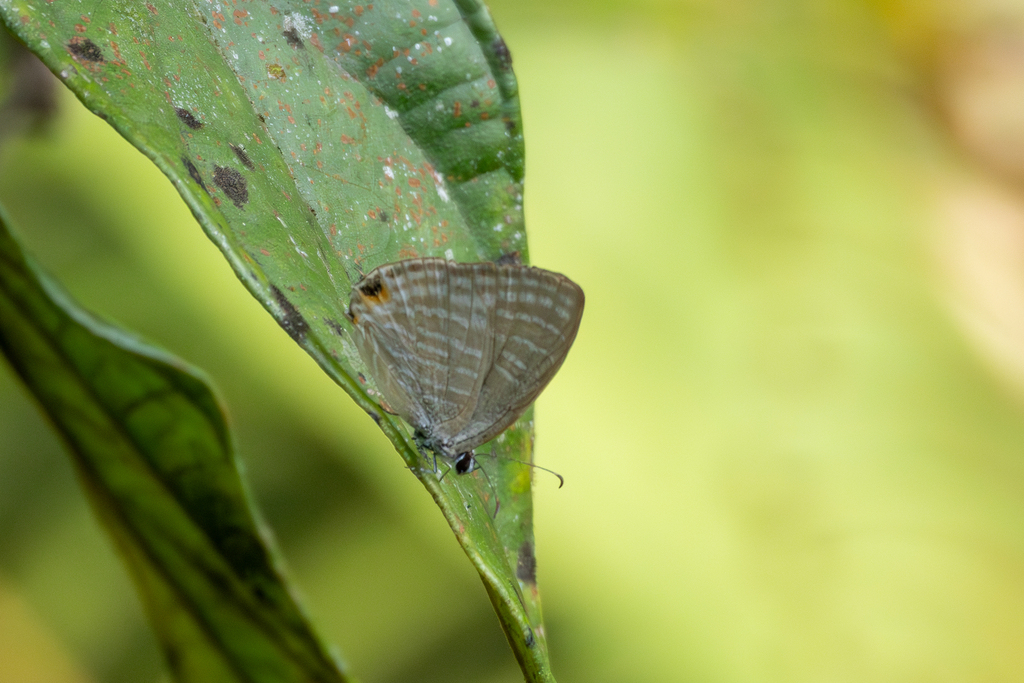 Common Cerulean from Gallene Gala Nature Resort, Kitulgala, Sri Lanka ...