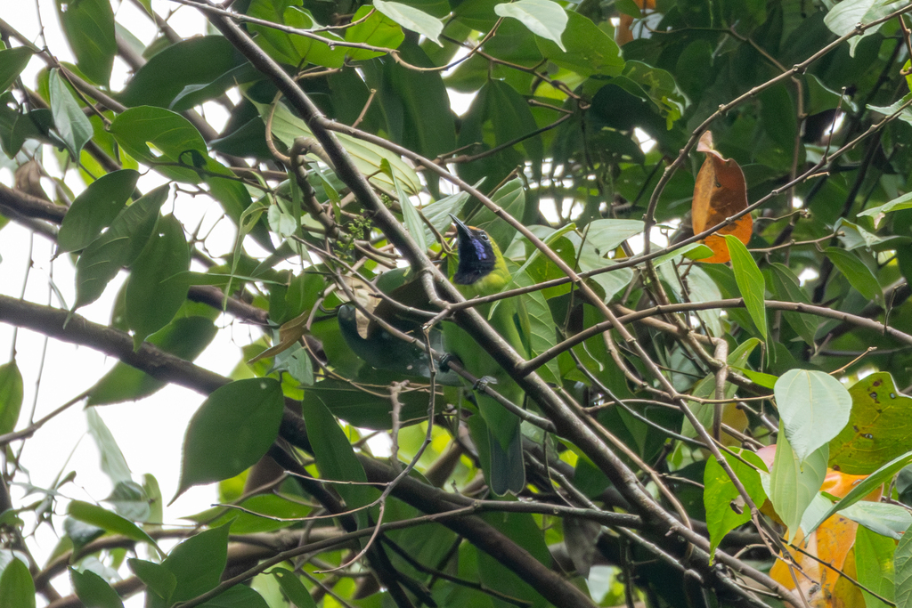 Golden-fronted Leafbird from Gallene Gala Nature Resort, Kitulgala, Sri ...