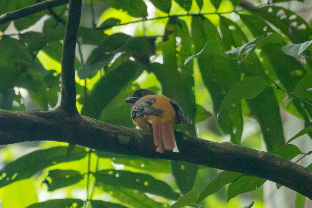 Malabar Trogon from Gallene Gala Nature Resort, Kitulgala, Sri Lanka on ...
