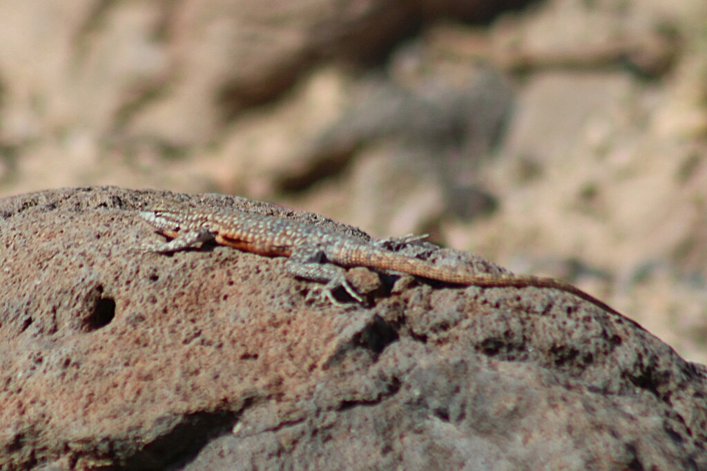 Nevada Side-blotched Lizard from Malheur County, OR, USA on May 20 ...
