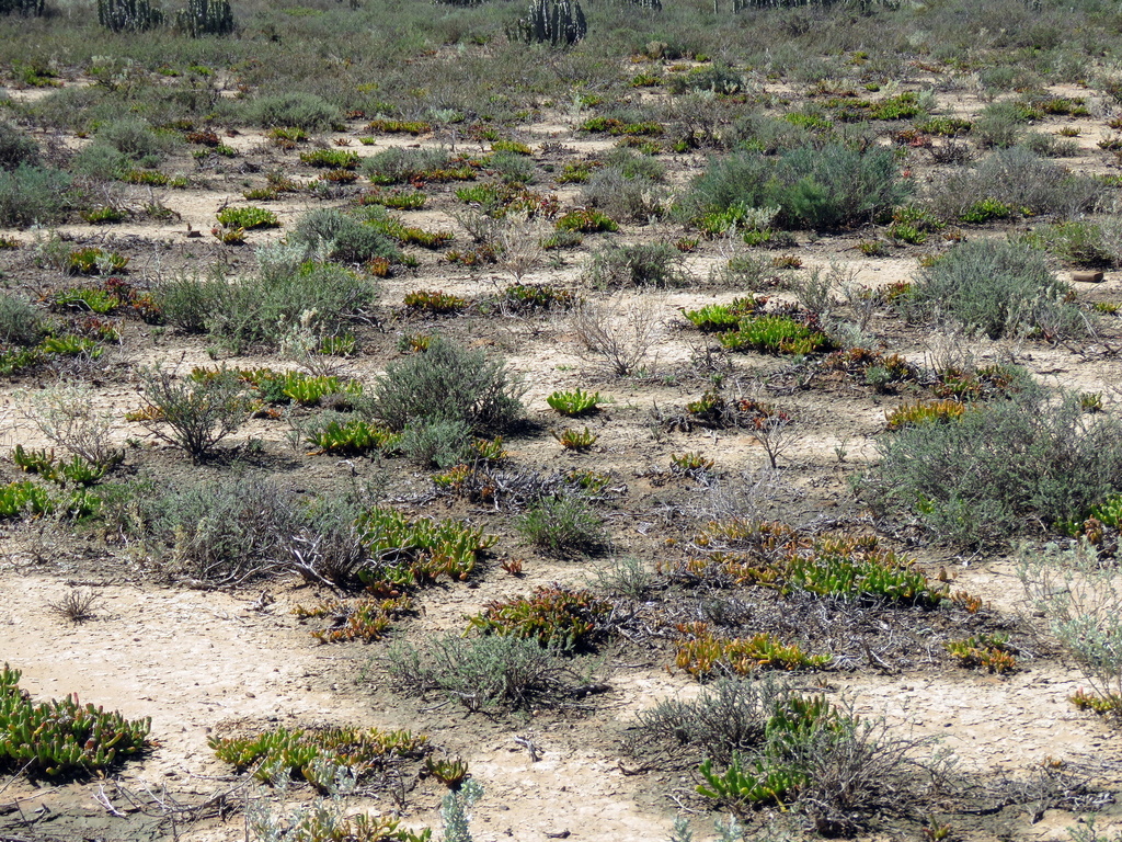rocky point ice plant (Malephora lutea) - Botanical Realm