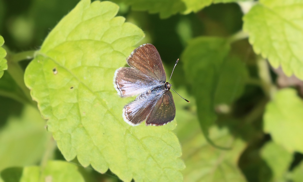 Tailless Scrub-Hairstreak (Florianopolis - Insects - Lepidoptera ...
