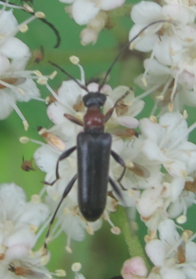 Stripe-legged Long-horned Beetle from Athol, MA, USA on June 5, 2010 at ...