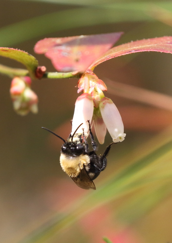 Blueberry Digger Bee from McIntosh County, GA, USA on February 12, 2020 ...