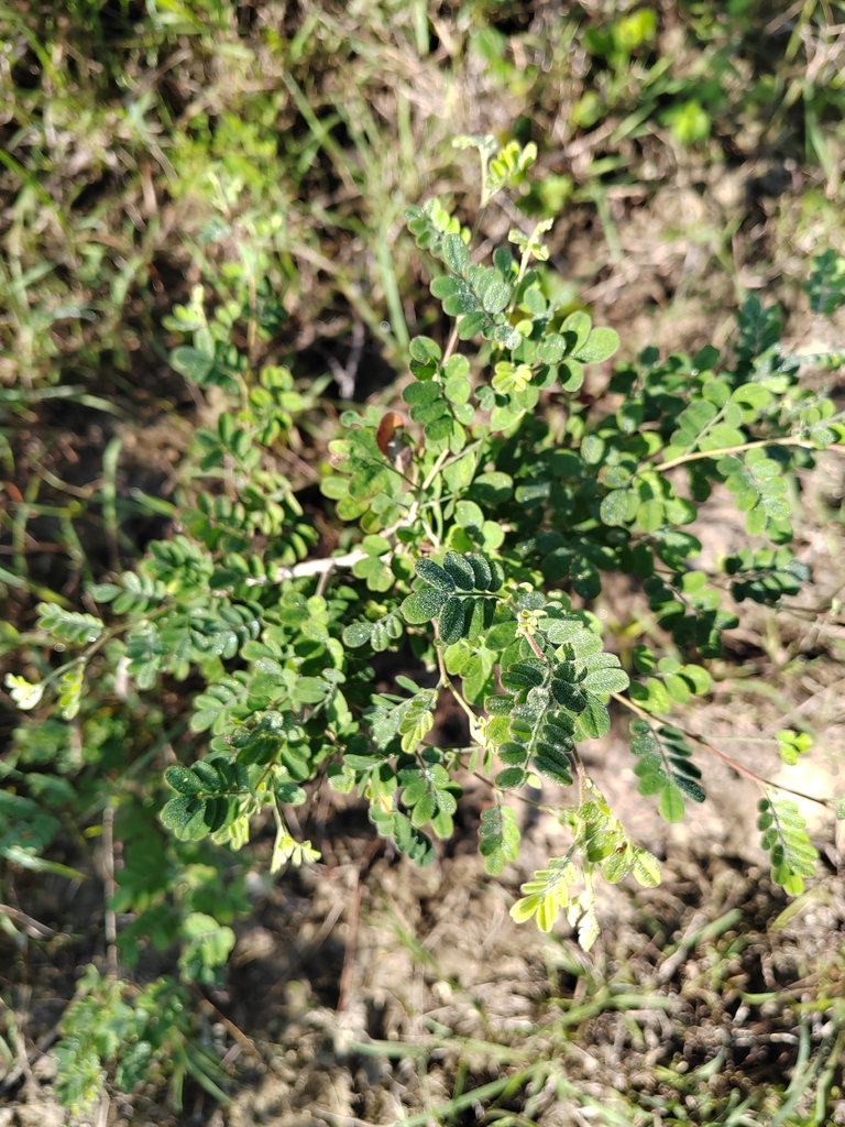 Low Prairie Clover from 92863 Ver., México on February 8, 2026 at 08:34 ...