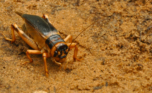 Giant Burrowing Crickets (Genus Brachytrupes) · iNaturalist