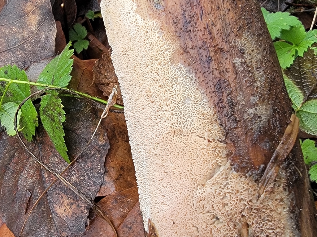 Xylodon raduloides from Avondale Rd NE & NE 132nd St, Cottage Lake, WA ...