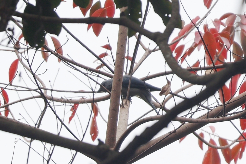 Black-winged Cuckooshrike from Enshang Banshan Scenic Area Guangdong ...