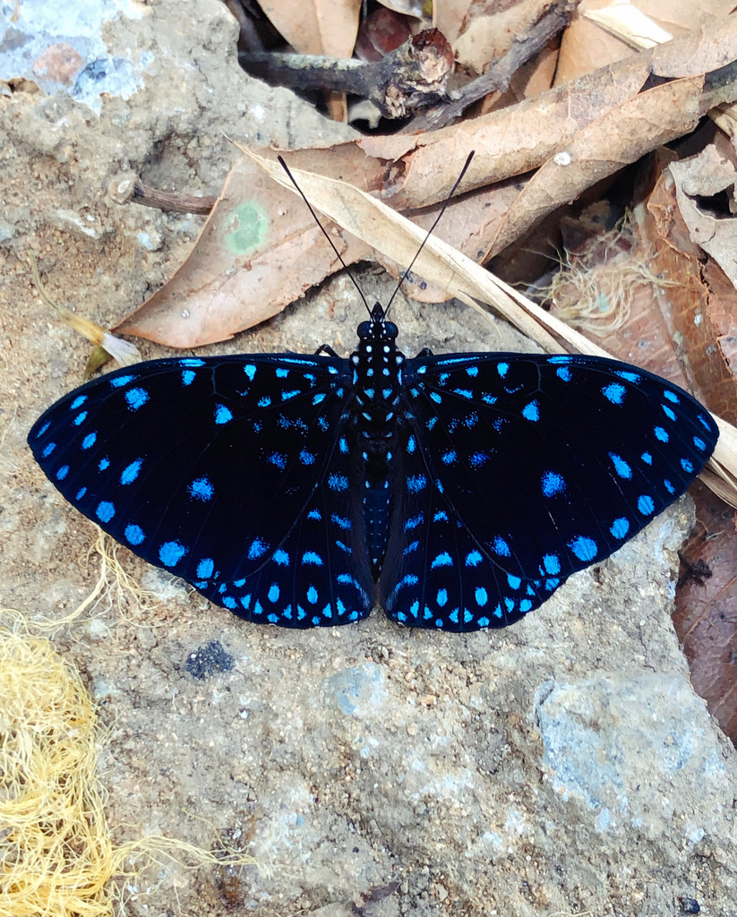 Starry Night Cracker (Lepidoptera of Bijagual) · iNaturalist