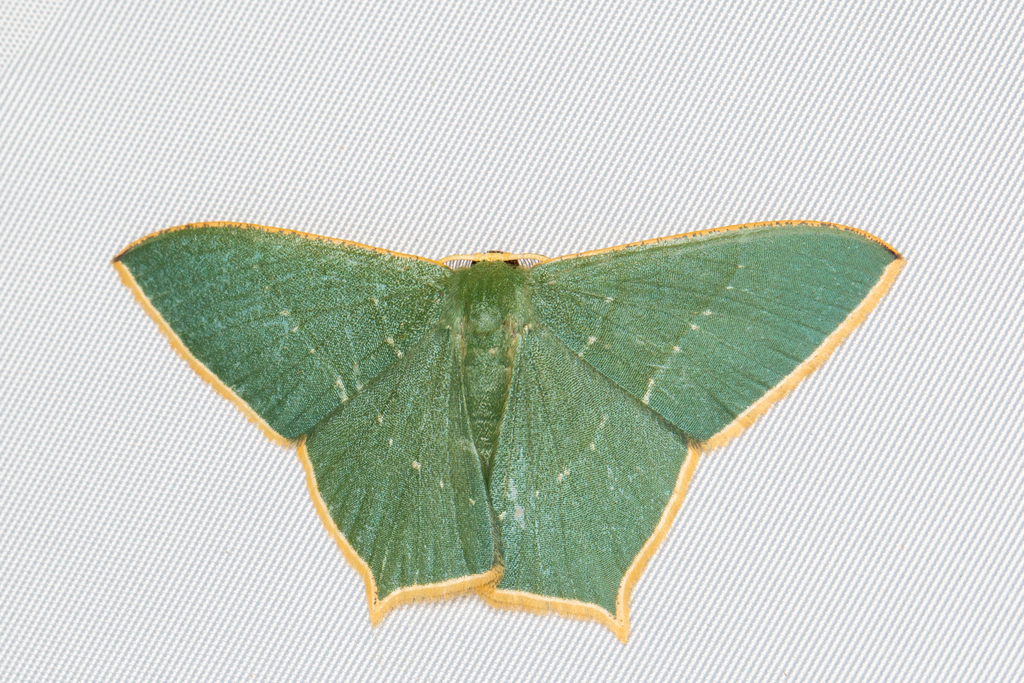 Maxates veninotata from Gallene Gala Nature Resort, Kitulgala, Sri ...