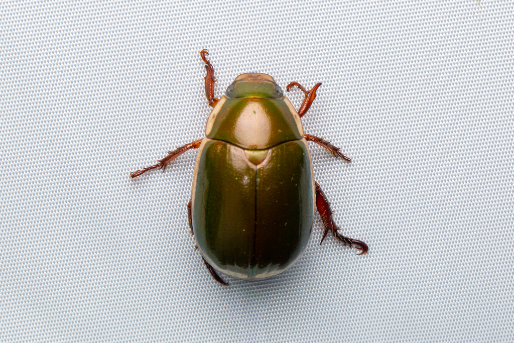 Mimela mundissima from Gallene Gala Nature Resort, Kitulgala, Sri Lanka ...