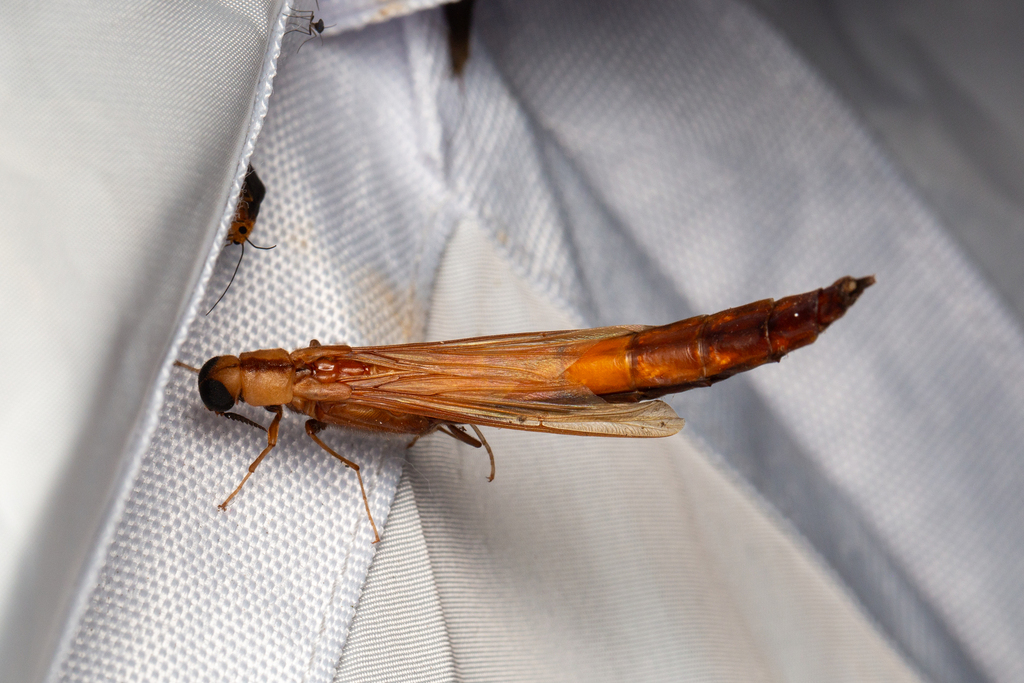 Atractocerinae from Gallene Gala Nature Resort, Kitulgala, Sri Lanka on ...
