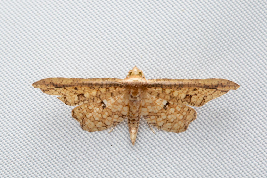 Hypolamprus from Gallene Gala Nature Resort, Kitulgala, Sri Lanka on ...