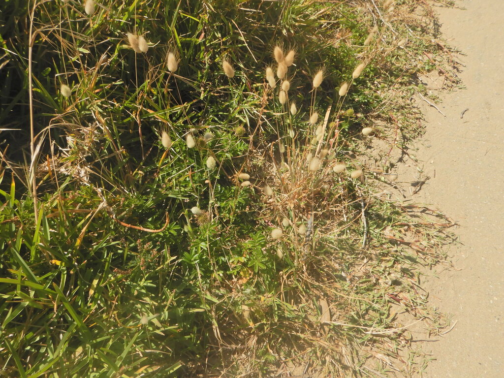Hare's Tail Grass from Anglesea Q/ Coastal Reserve VIC 3230, Australia ...