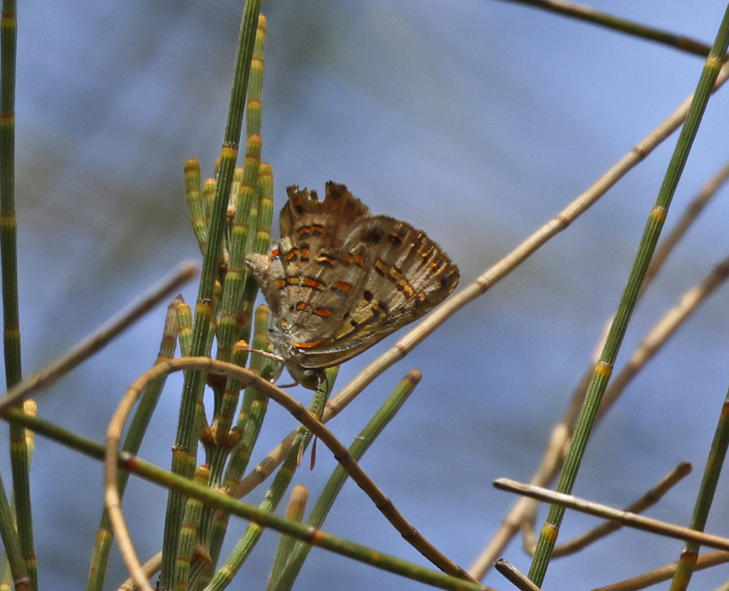 Bulloak Jewel from Leyburn QLD 4365, Australia on February 9, 2026 at ...