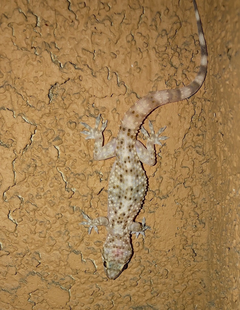 Mediterranean House Gecko from Marin St, La Habra, CA, US on February ...