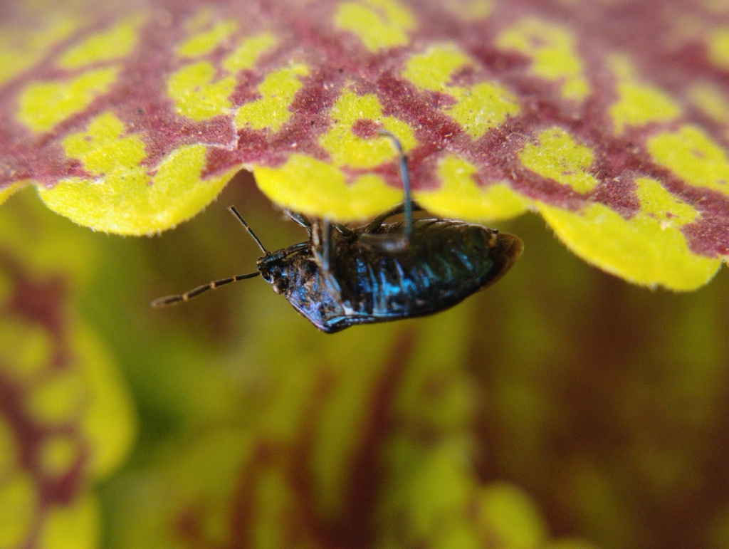 Blue Shield Bug from Nagpur Division, Maharashtra, India on February 9 ...