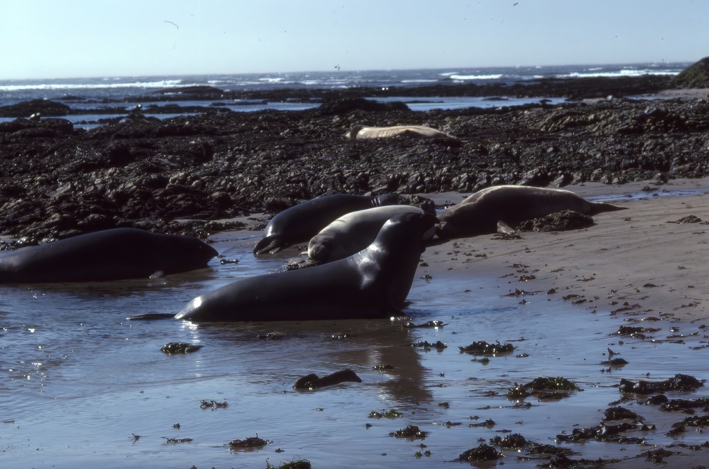 Northern Elephant Seal from San Mateo County--Point Ano Nuevo on ...