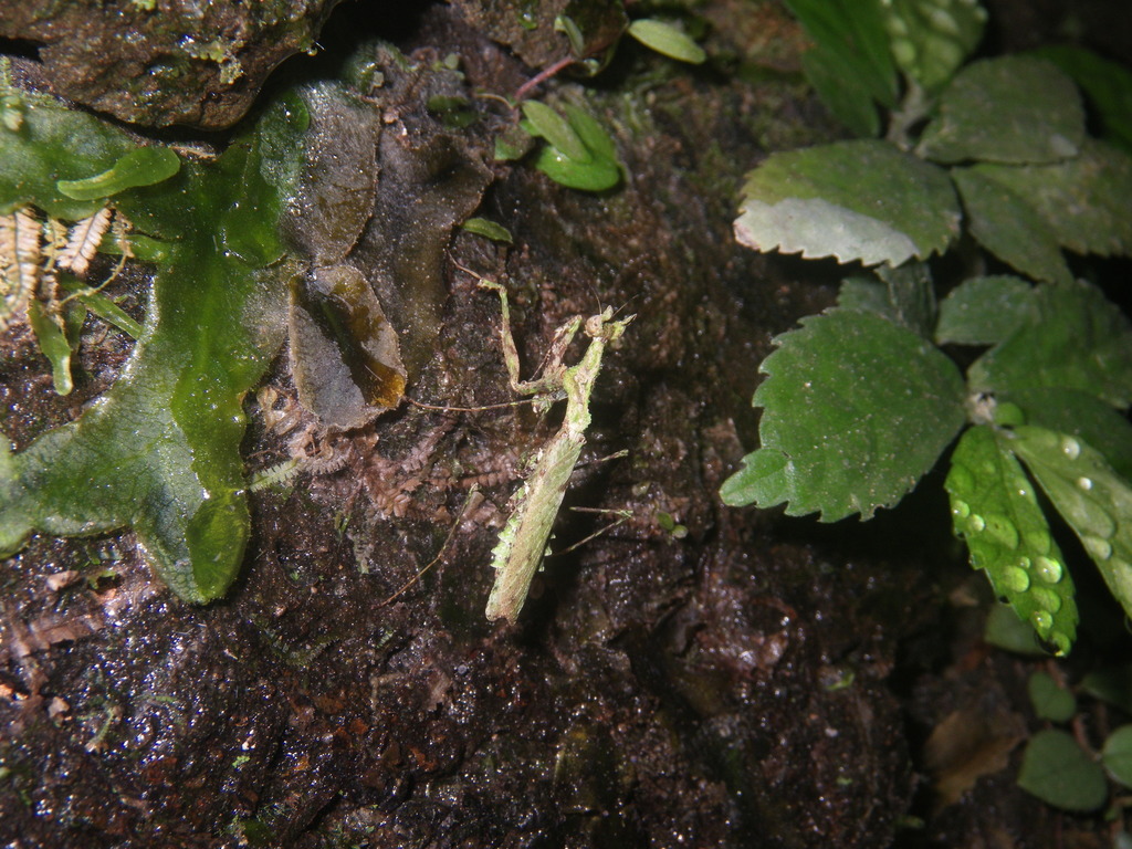 Haania from Kon Plông District, Kon Tum Province, Вьетнам on May 27 ...