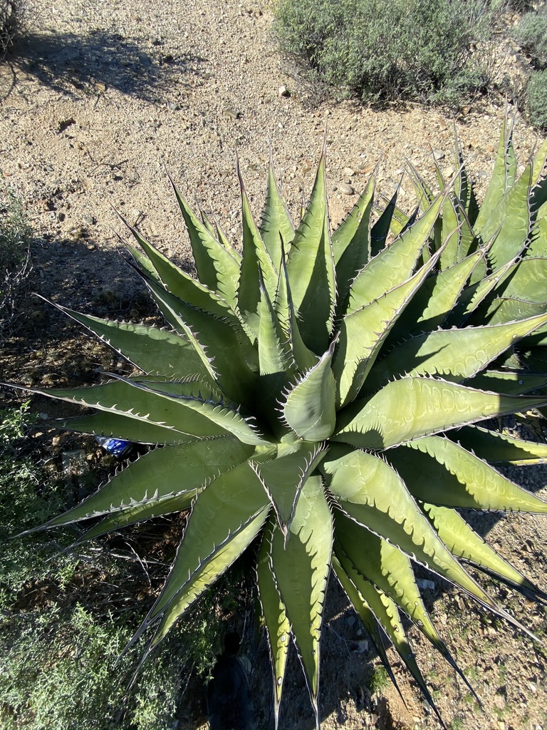 Goldman Agave from Ensenada, Baja California, Mexico on February 1 ...