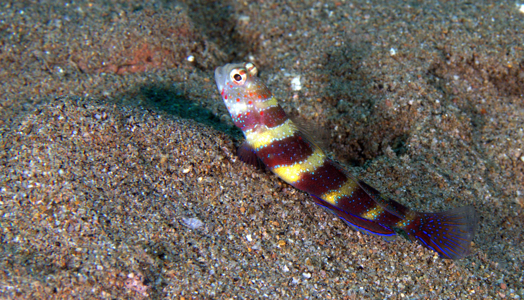 Gorgeous Shrimpgoby (Amblyeleotris wheeleri) - Marine Life Identification