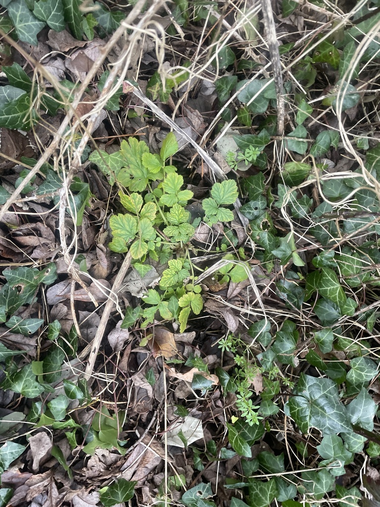 Wood Avens from The Verlands, Cowbridge, Wales, GB on February 9, 2026 ...
