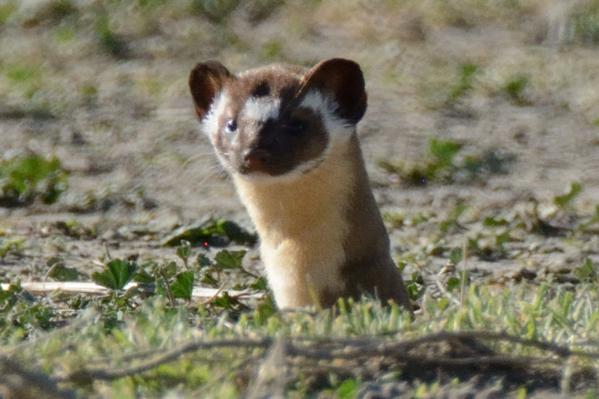 Long-tailed Weasel from Riverside County, CA, USA on January 24, 2020 ...