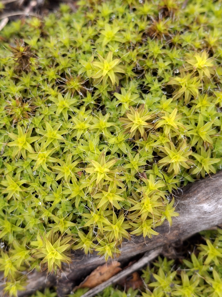 Star Moss from Ririe, ID 83443, USA on February 9, 2026 at 11:07 AM by ...