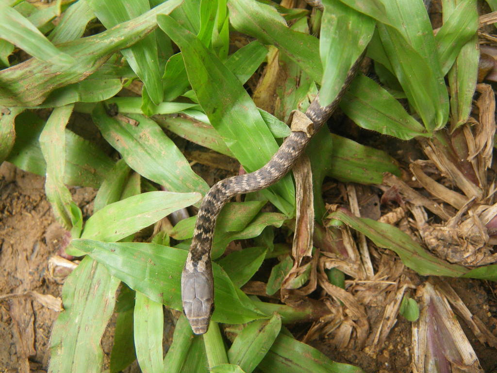 Puerto Rican Racer from Arecibo, PR on July 13, 2010 at 04:11 PM by ...