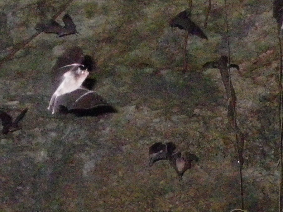 Leach's Single Leaf Bat from Tanamá, Arecibo, Puerto Rico, Arecibo ...