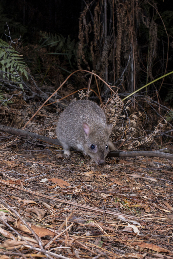 Eastern Bettong from Weetah TAS 7304, Australia on February 05, 2020 at ...