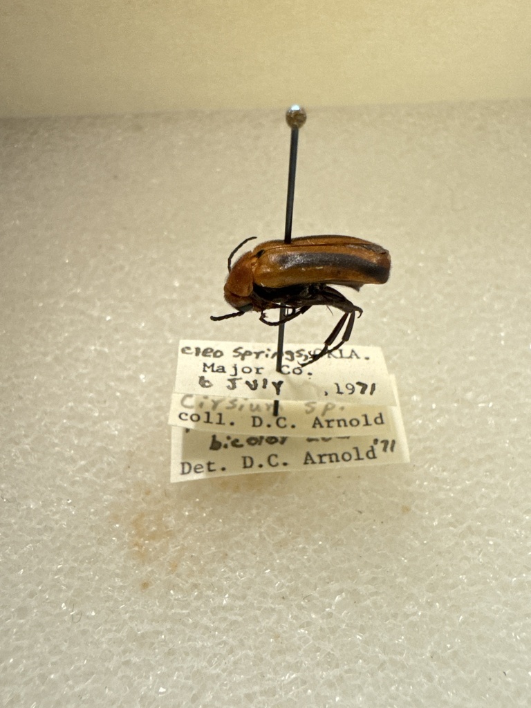 Nemognatha piazata bicolor from S Fourth St, Cleo Springs, OK, US on ...