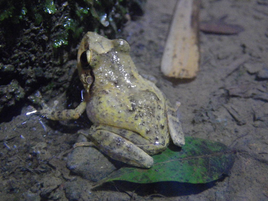 Common Coqui from Río Grande, PR on July 10, 2010 at 07:09 PM by Ryne ...