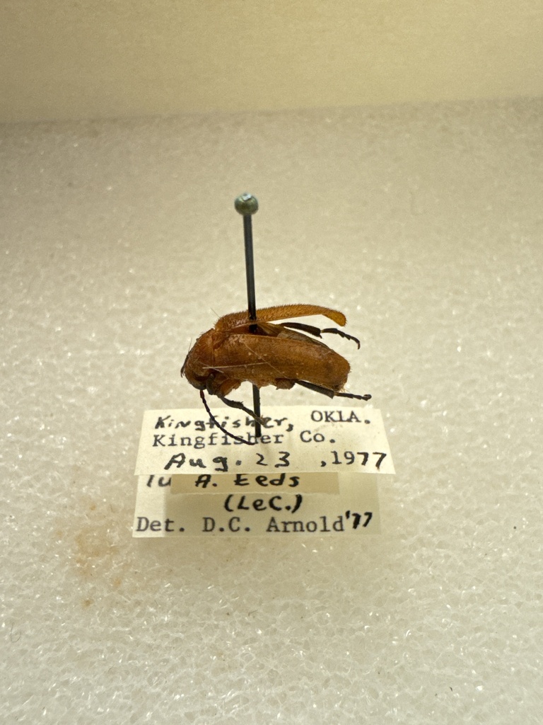 Nemognatha lurida from W Hill Dr, Kingfisher, OK, US on August 23, 1977 ...